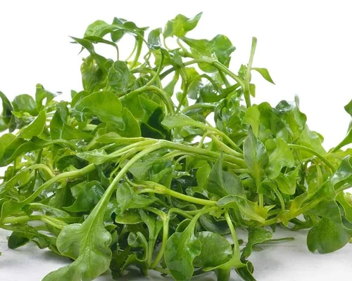 Batashi Fish Benefits